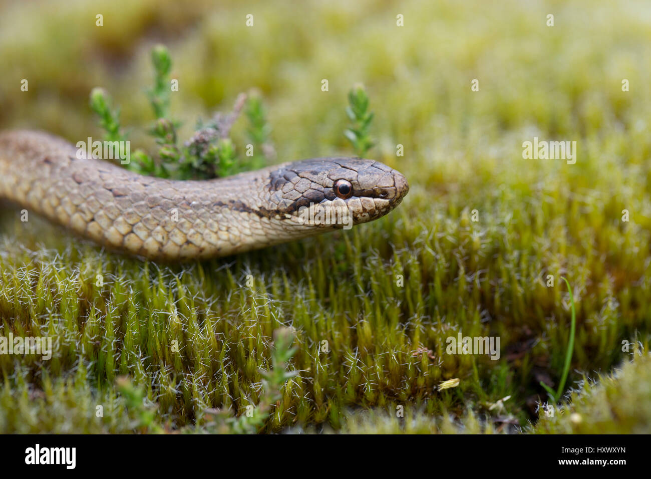 Smooth Snake; Coronella austriaca Hampshire; UK Stock Photo - Alamy