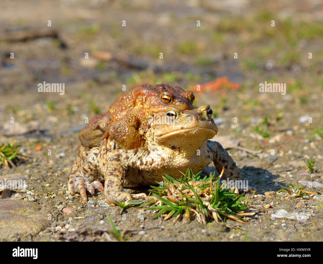 Toad climb hi-res stock photography and images - Alamy