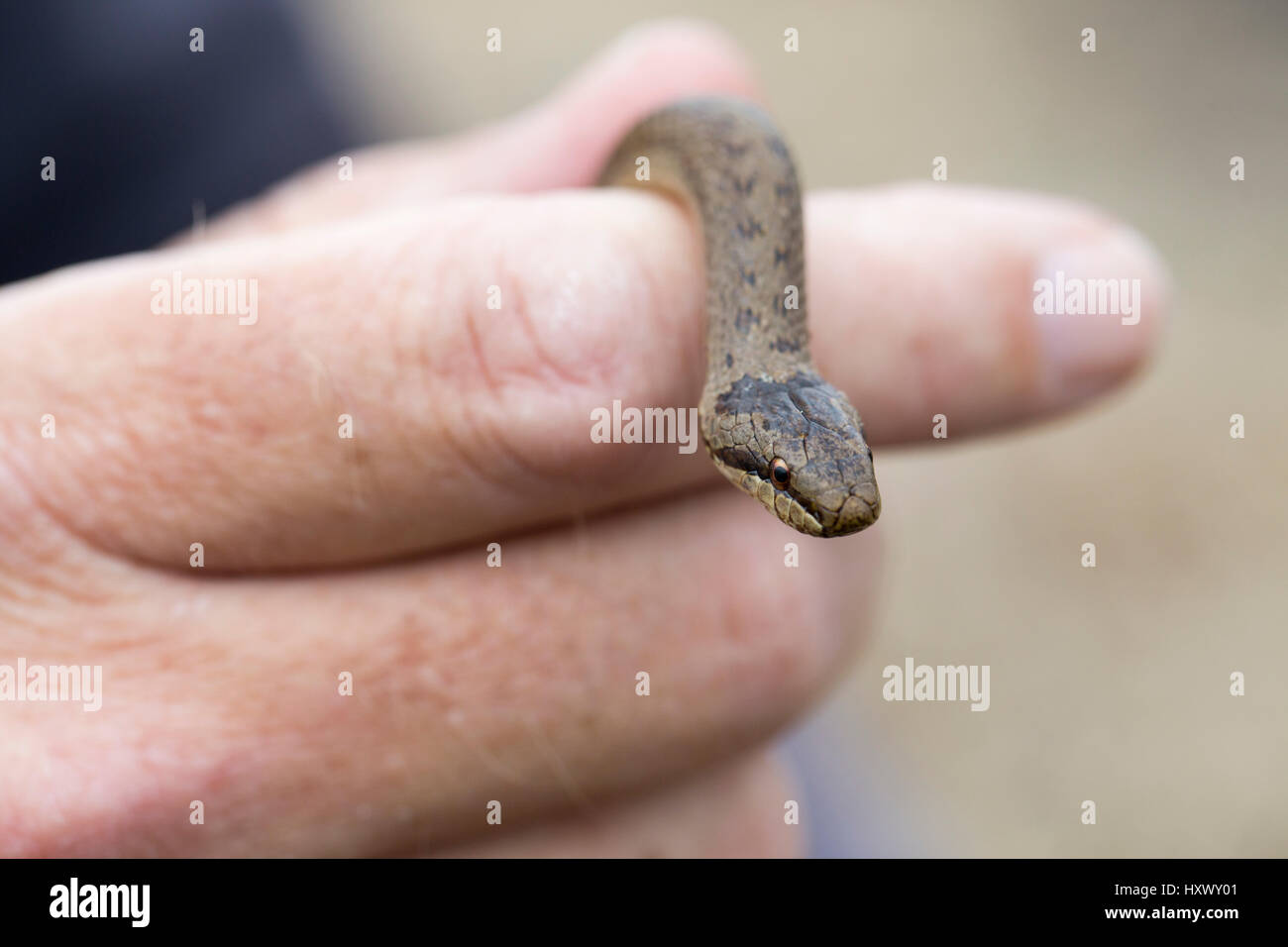 Hand holding snake hi-res stock photography and images - Alamy