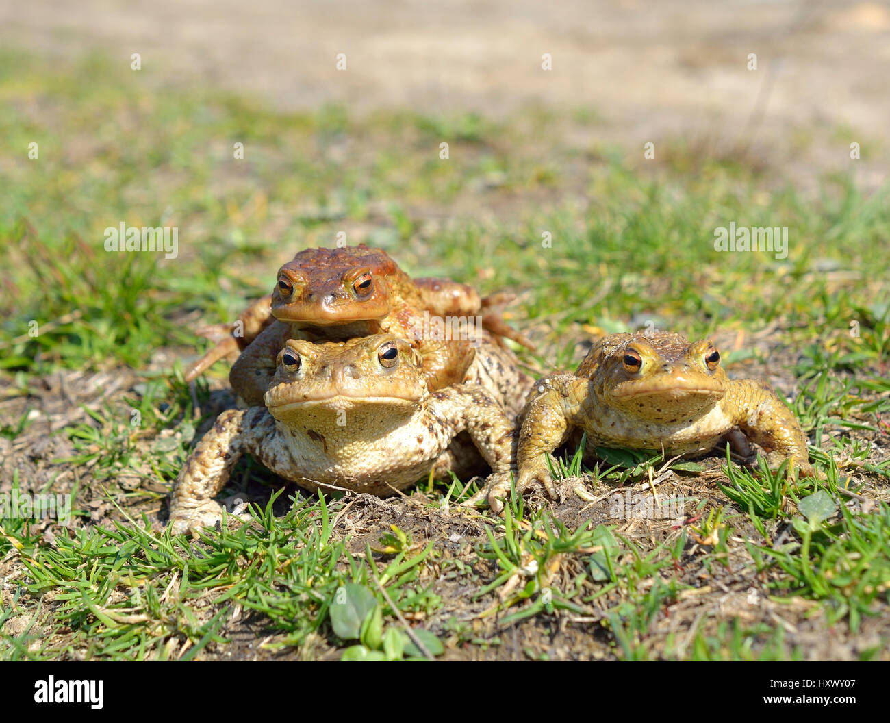 common toad bufo bufo Stock Photo - Alamy