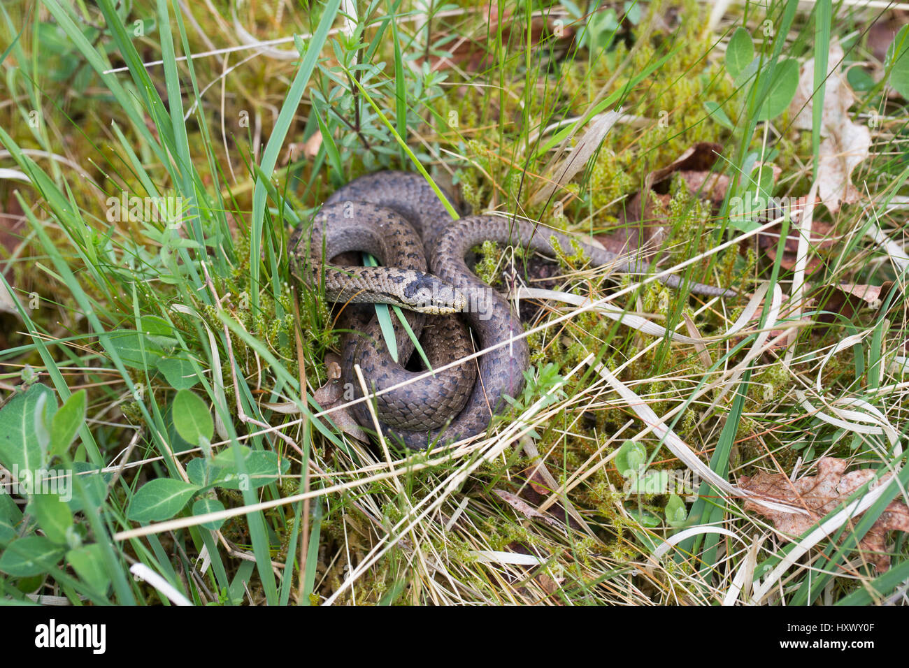 Smooth snake hi-res stock photography and images - Alamy