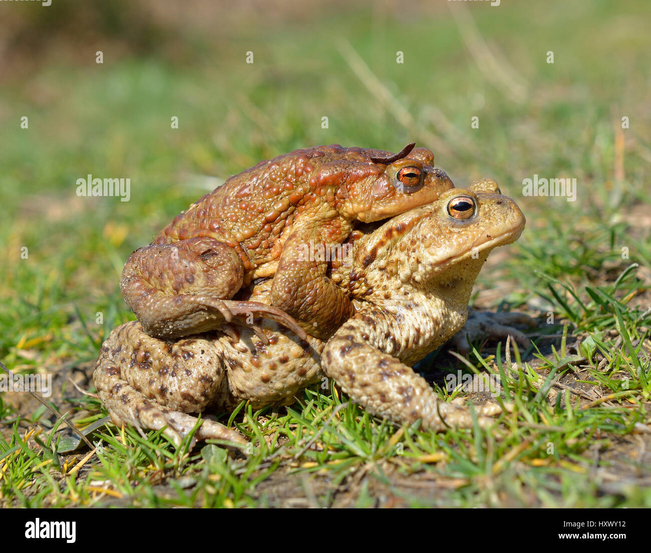 Toad climb hi-res stock photography and images - Alamy