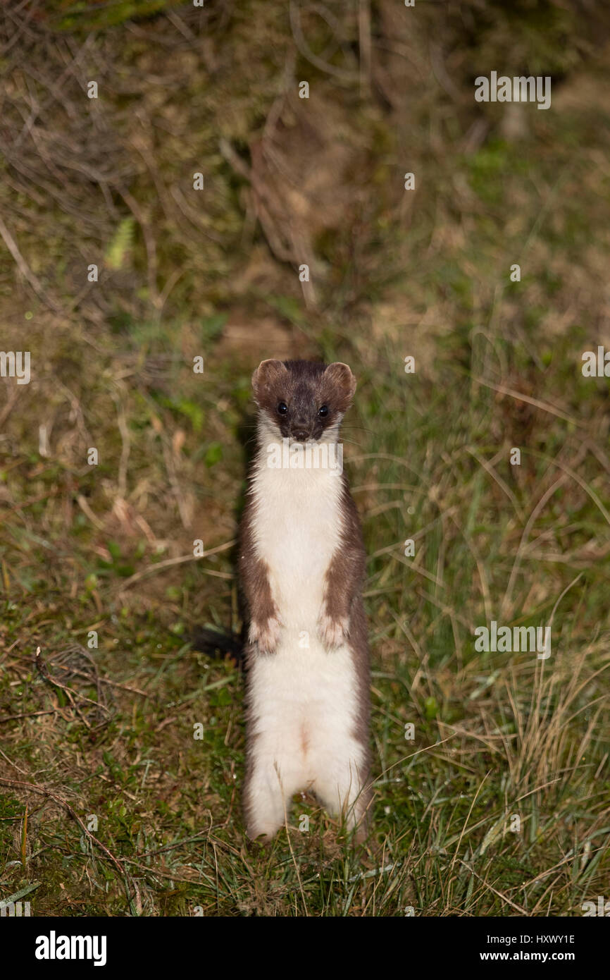 Stand standing posture hi-res stock photography and images - Alamy