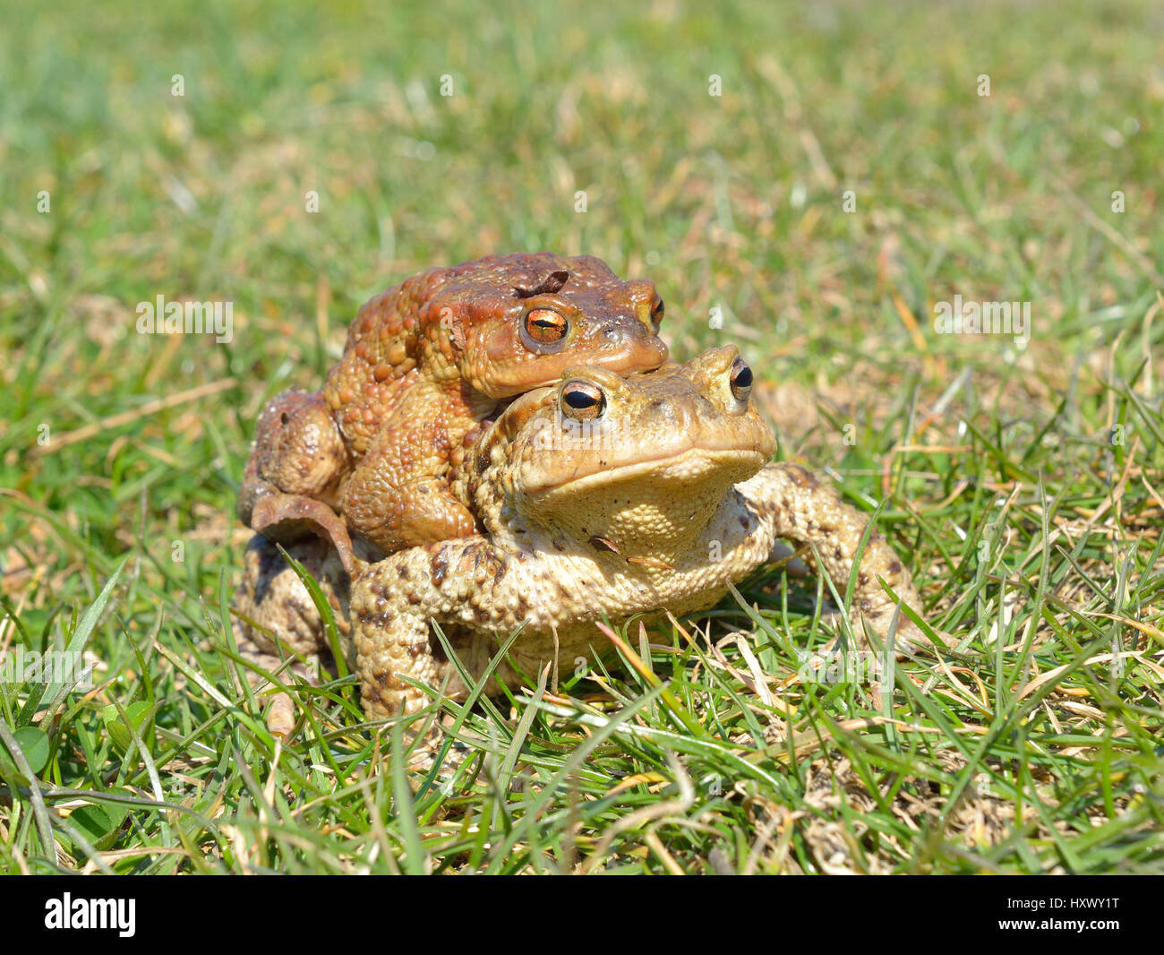 Toad climb hi-res stock photography and images - Alamy
