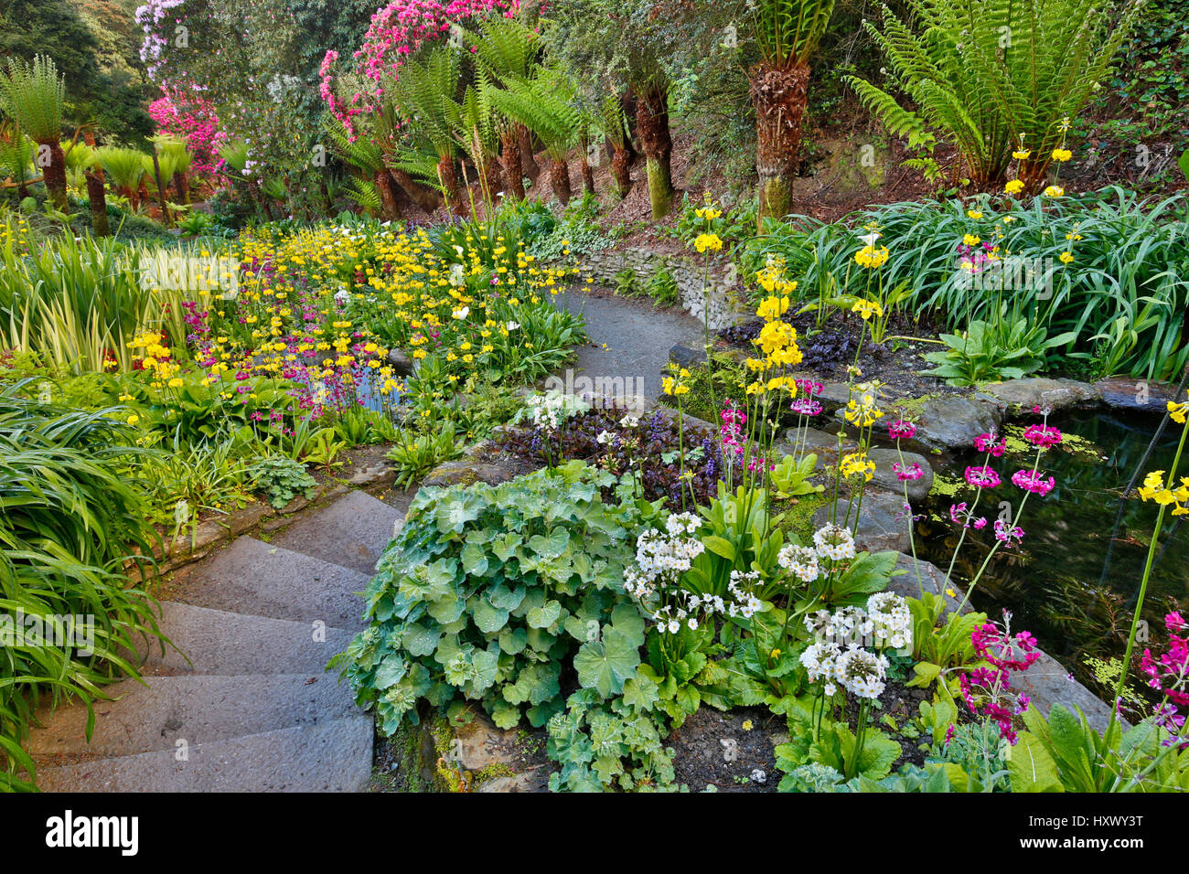 Trebah Garden; Spring; Cornwall; UK Stock Photo - Alamy
