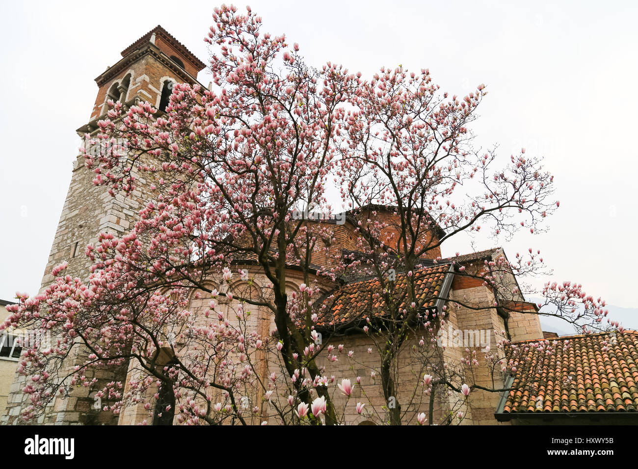 Magnolia flower italy hi-res stock photography and images - Alamy