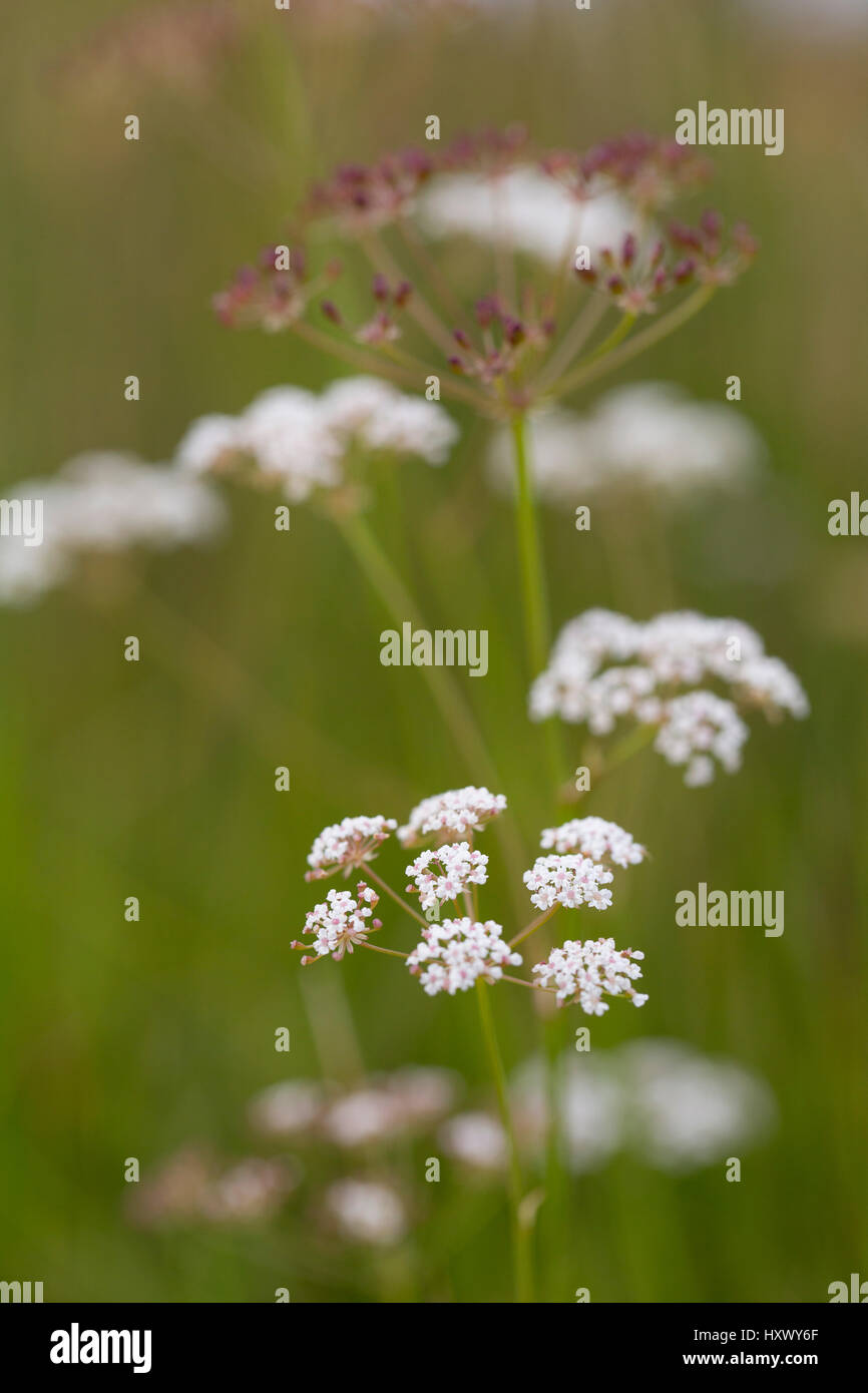 Whorled Caraway; Carum verticillatum Flower Cornwall; UK Stock Photo ...