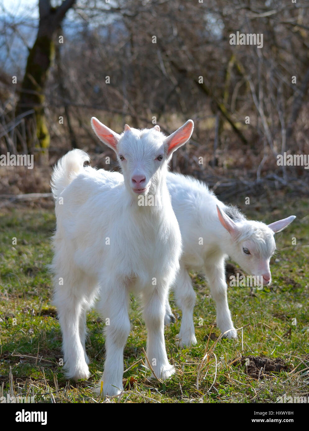 Cute Baby Goats High Resolution Stock Photography and Images - Alamy