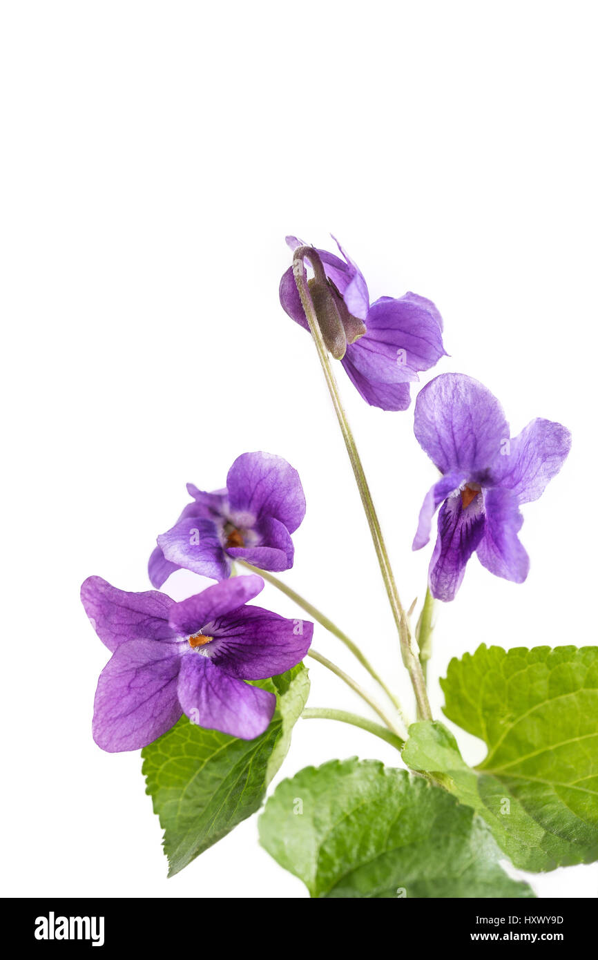 Violet flower, detail. Scientific name: Viola odorata. I Stock Photo ...
