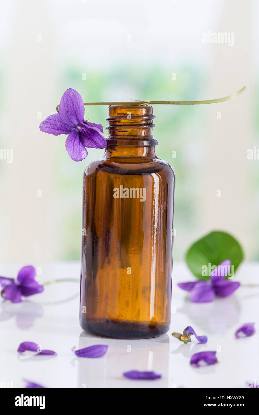 Gathered viola flower Viola Odorata . Raw materials for essential oils ...