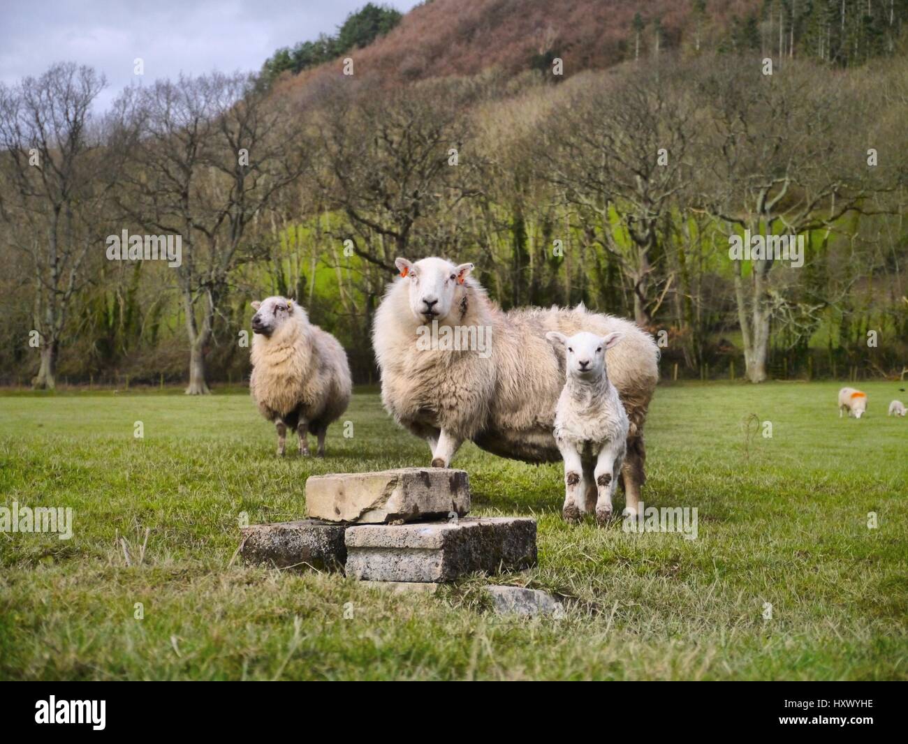 Welsh lamb season hi-res stock photography and images - Alamy