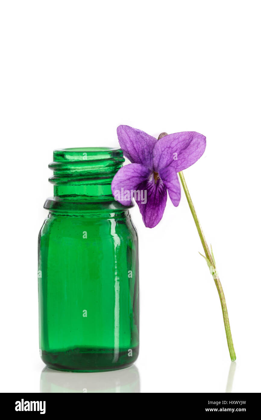 Gathered viola flower Viola Odorata . Raw materials for essential oils ...