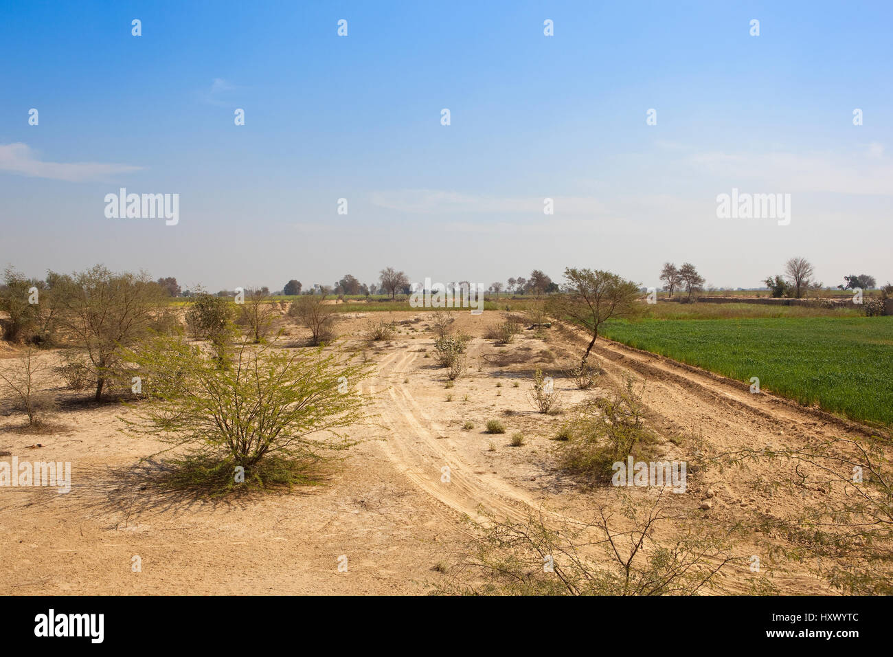 Rajasthan trees hi-res stock photography and images - Alamy