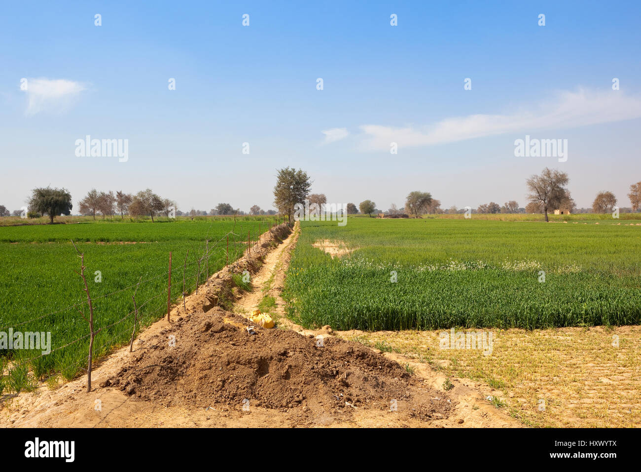 green wheat crops with acacia trees in the dry sandy arid landscape of ...