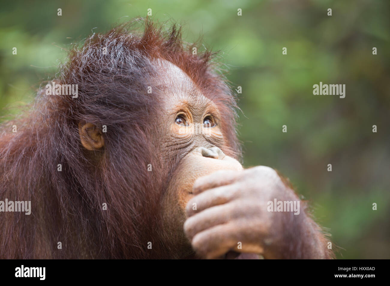 Closeup Chimpanzee thinking Stock Photo - Alamy