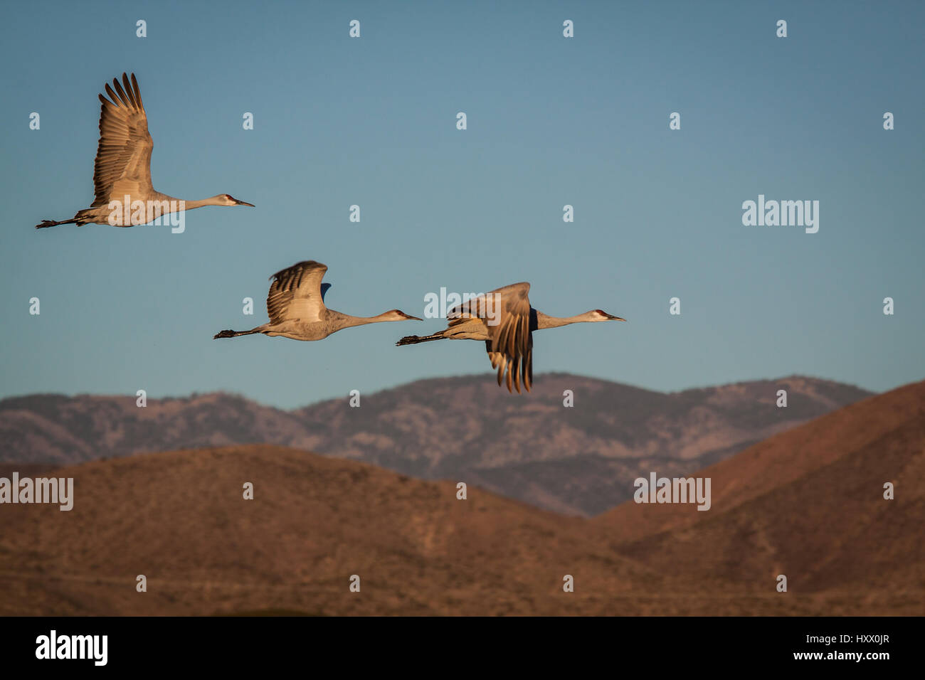 Sandhill Cranes Flying Stock Photo - Alamy