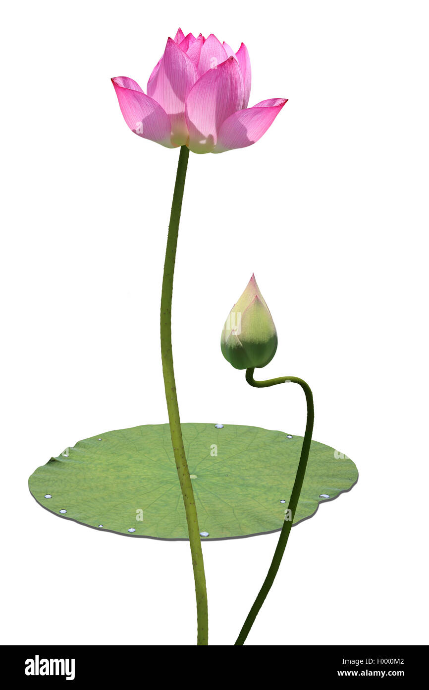 Composite flower type hi-res stock photography and images - Alamy