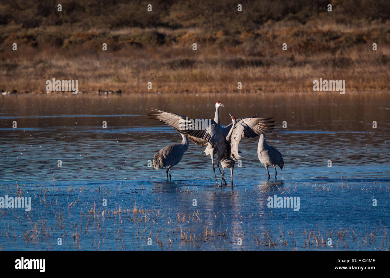 Cranes fighting hi-res stock photography and images - Alamy