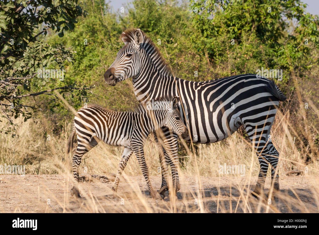 Plains Zebra (Equus quagga Stock Photo - Alamy