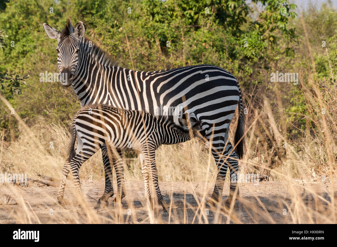 Plains Zebra (Equus quagga Stock Photo - Alamy