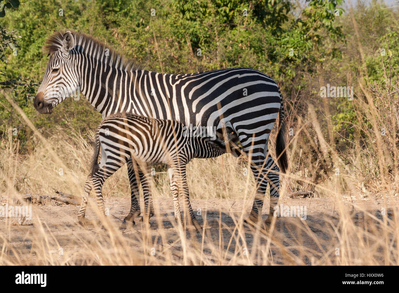Plains Zebra (Equus quagga Stock Photo - Alamy