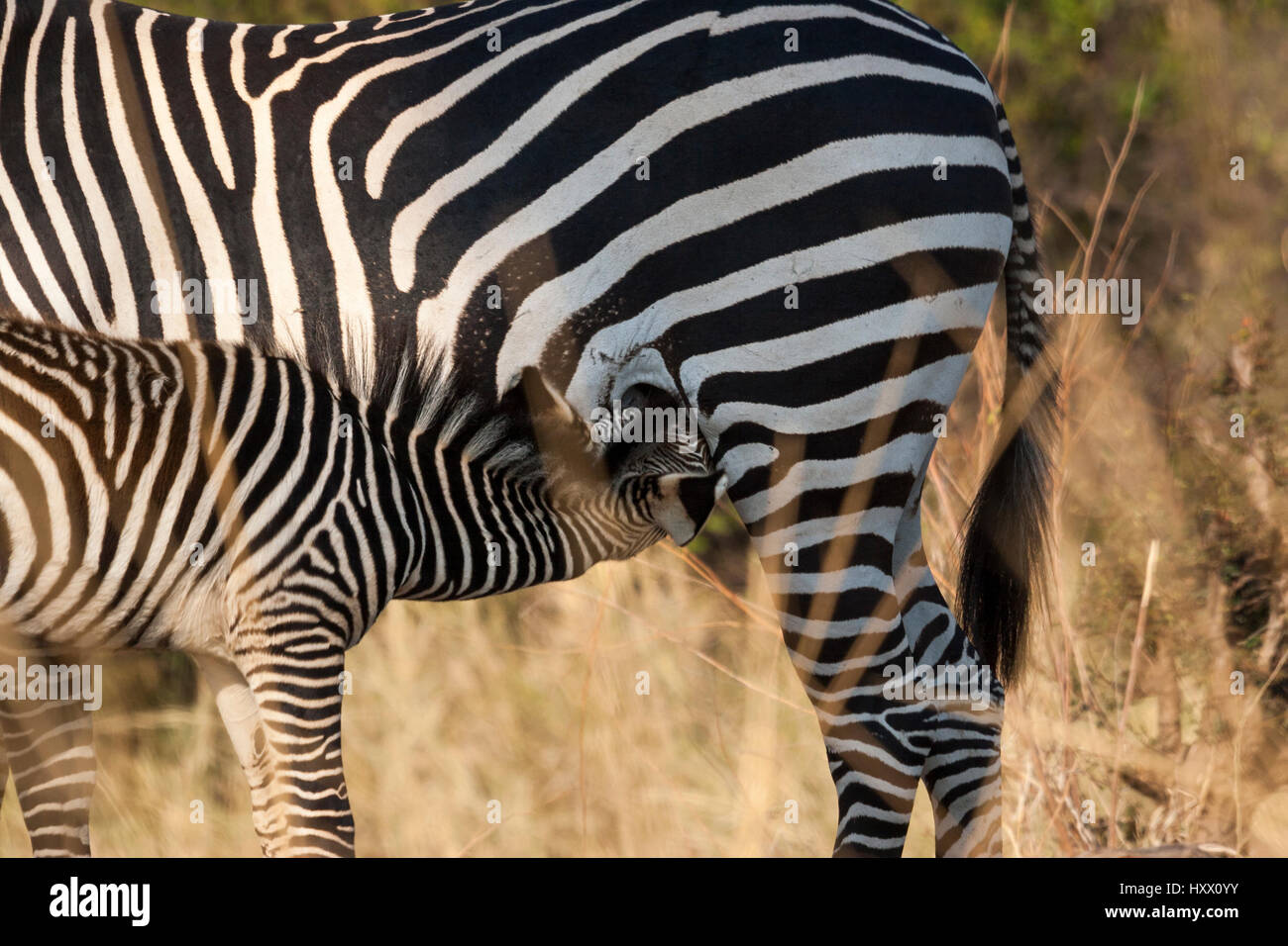 Plains Zebra (Equus quagga Stock Photo - Alamy