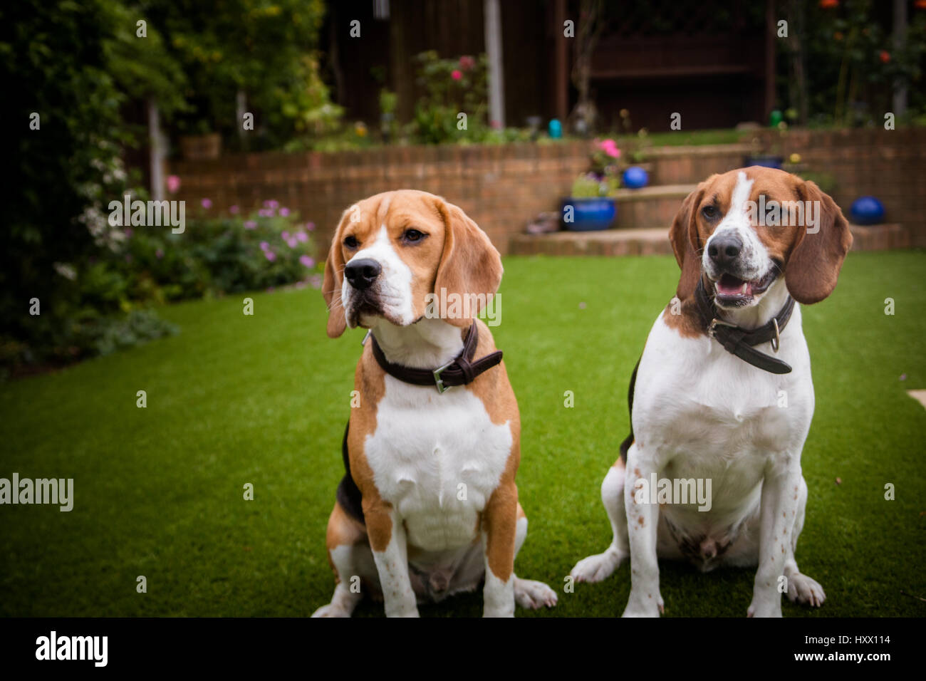 Couple beagles hi-res stock photography and images - Alamy