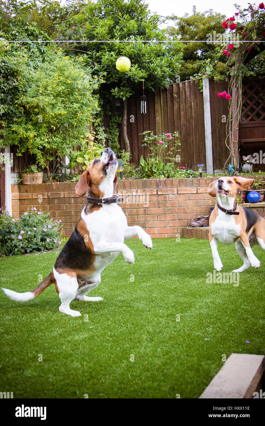 Couple beagles hi-res stock photography and images - Alamy