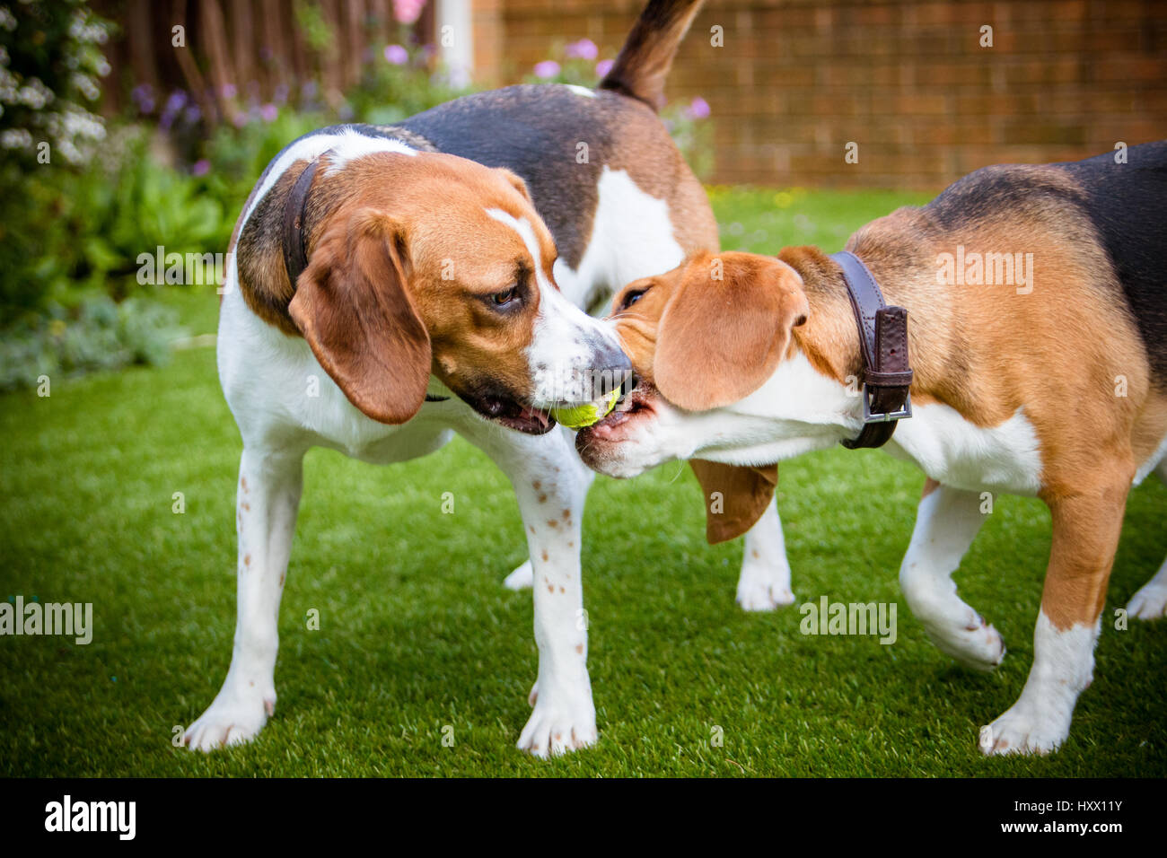 Couple beagles hi-res stock photography and images - Alamy