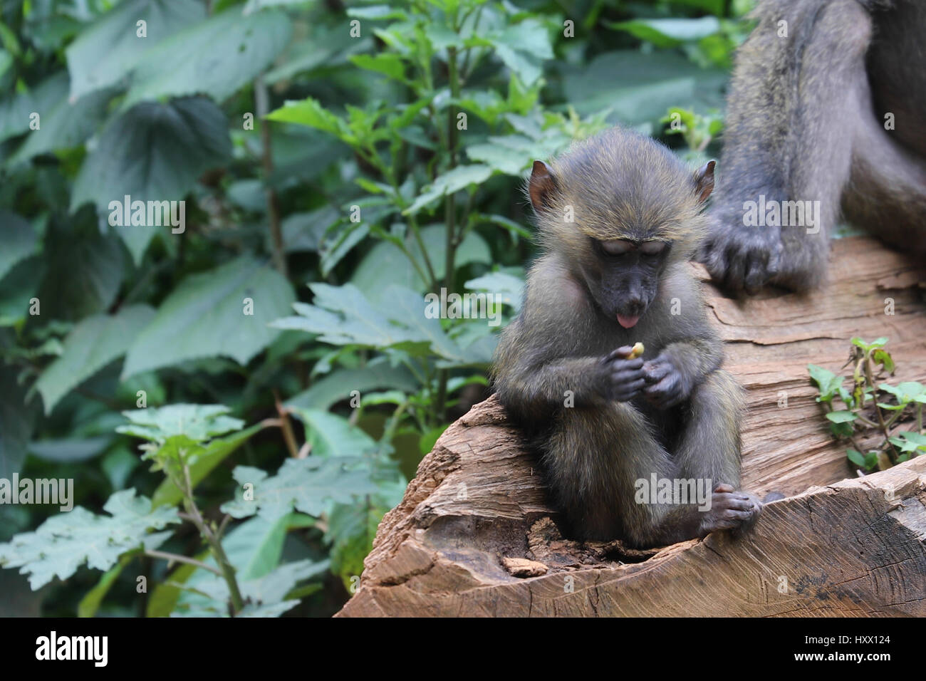 Baboon youth sitting on log eating piece of food in Kibale National ...