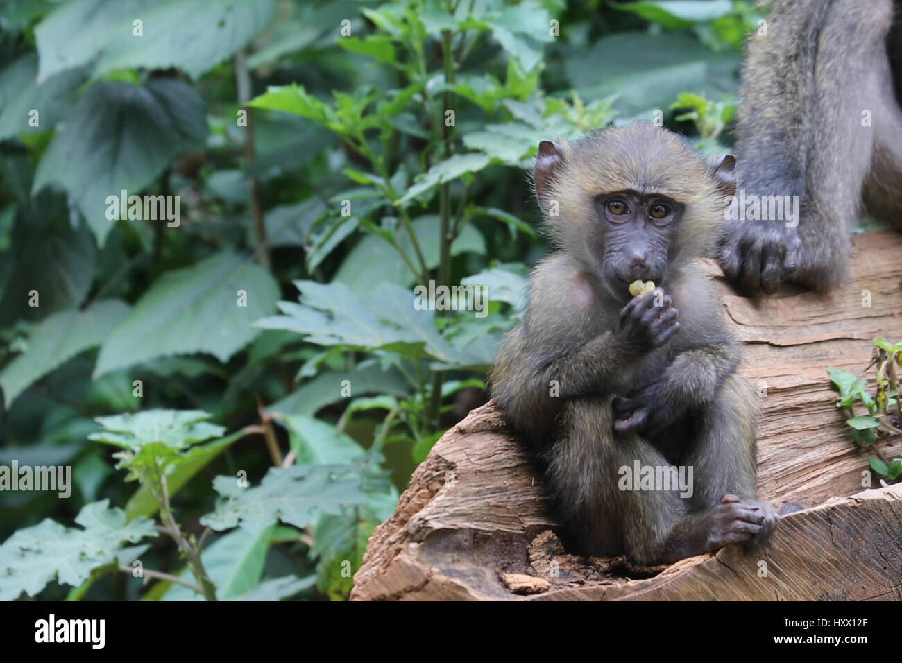 Baboon youth sitting on log eating piece of food in Kibale National ...