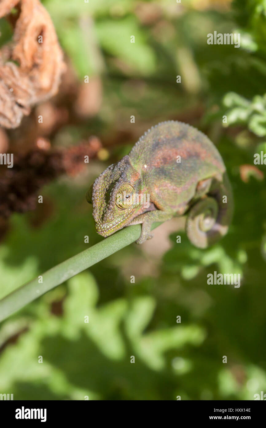 Cape dwarf chameleon hi-res stock photography and images - Alamy