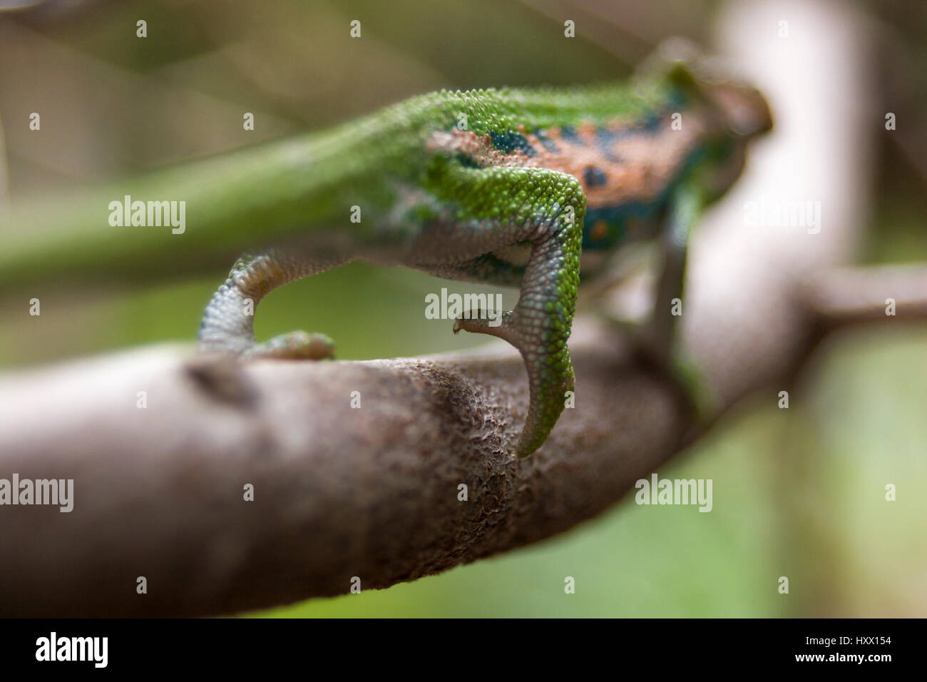 Cape Dwarf Chameleon (Bradypodion pumilum Stock Photo - Alamy