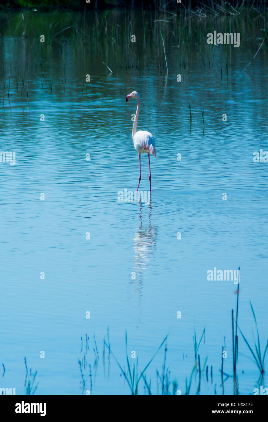 Beautiful landscape lagoon flamingo birds hi-res stock photography and ...
