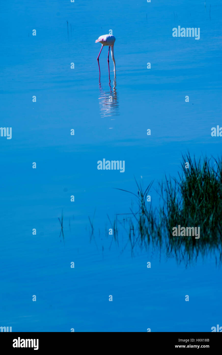 Beautiful landscape of a lagoon with flamingo birds Stock Photo - Alamy