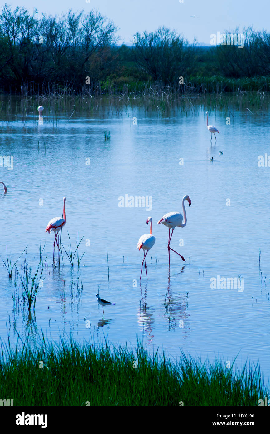 Beautiful landscape of a lagoon with flamingo birds Stock Photo - Alamy