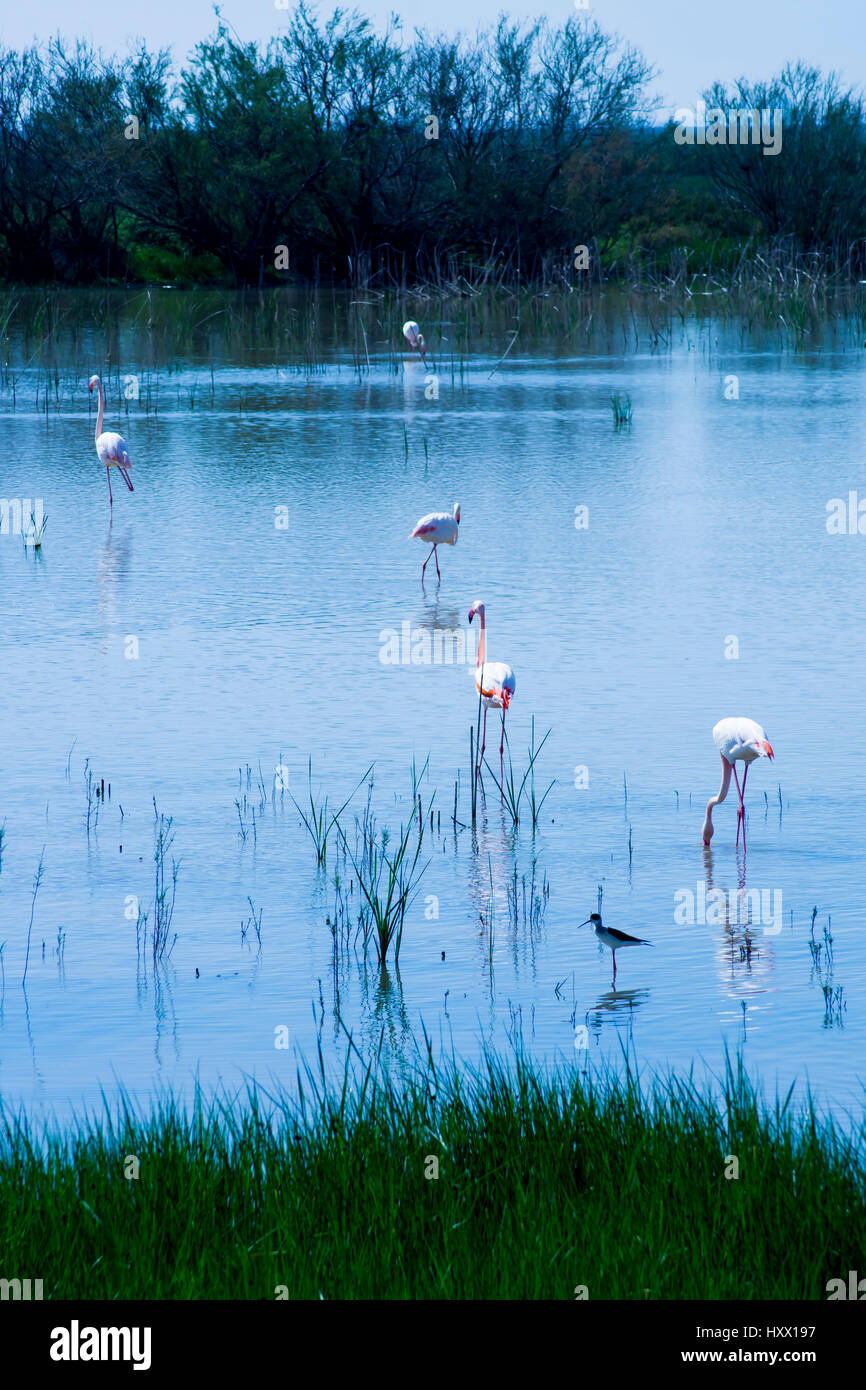 Beautiful landscape lagoon flamingo birds hi-res stock photography and ...