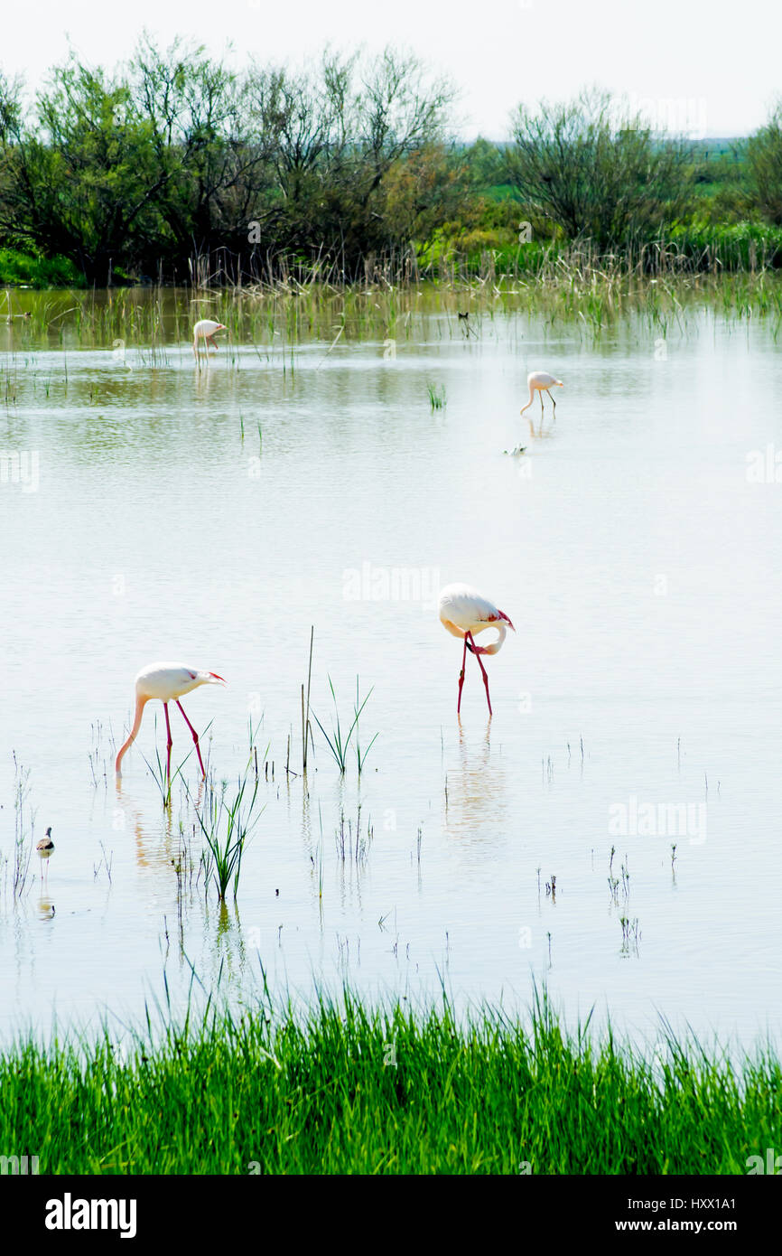 Birds flamingo beach hi-res stock photography and images - Alamy