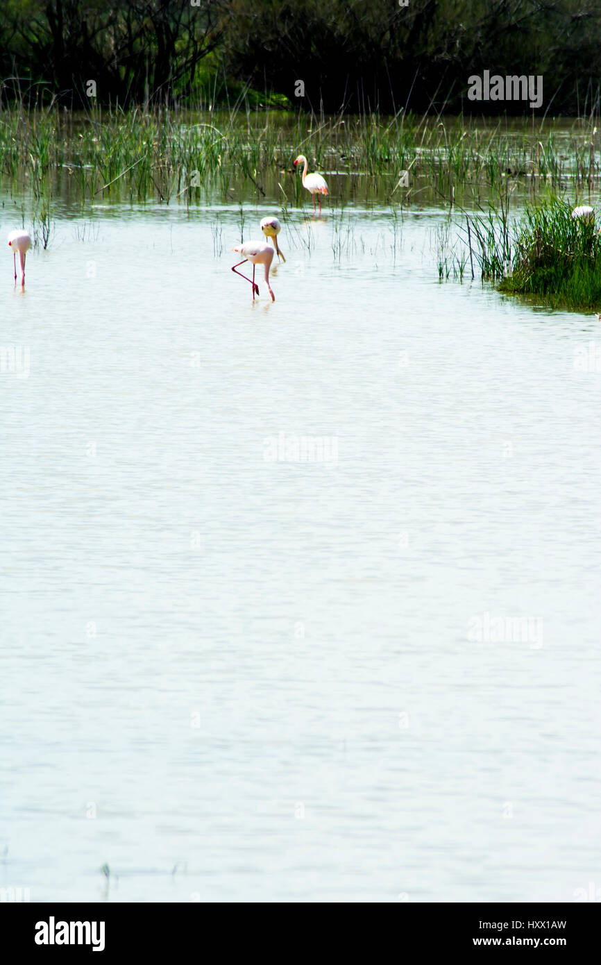 Beautiful landscape of a lagoon with flamingo birds Stock Photo - Alamy