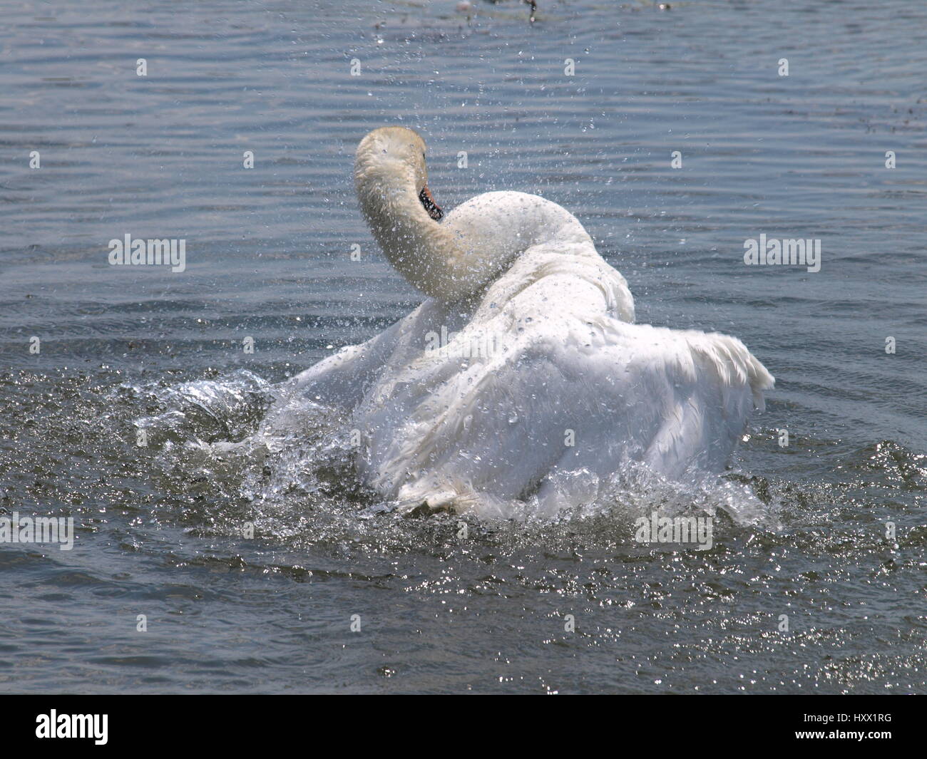 Swan is "dancing" in lake Stock Photo - Alamy