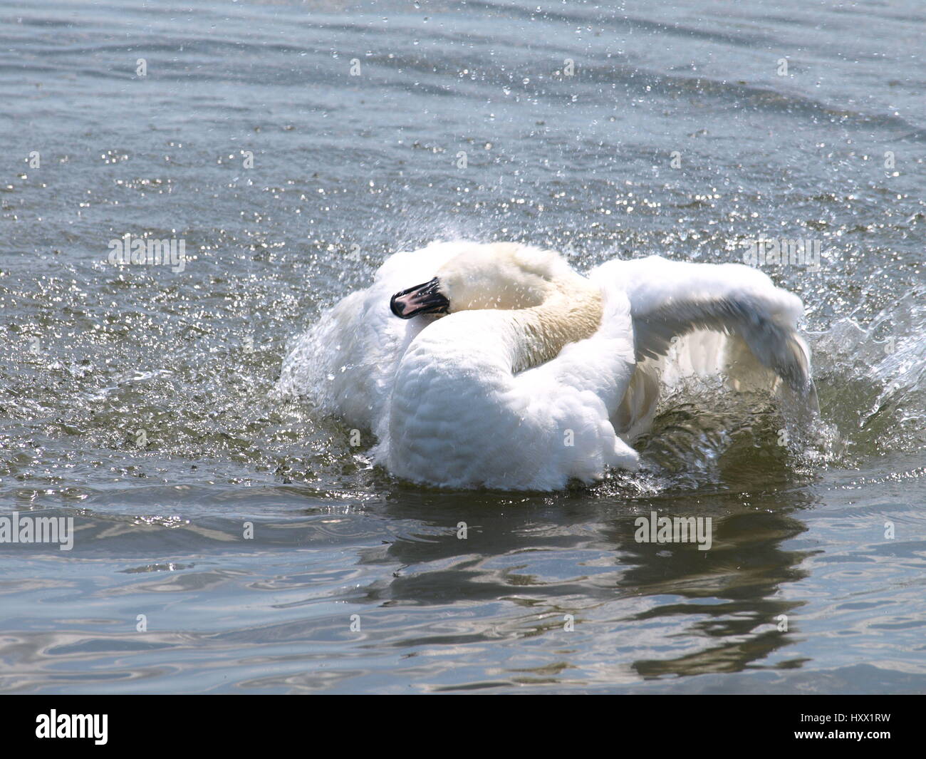 Swan is "dancing" in lake Stock Photo - Alamy