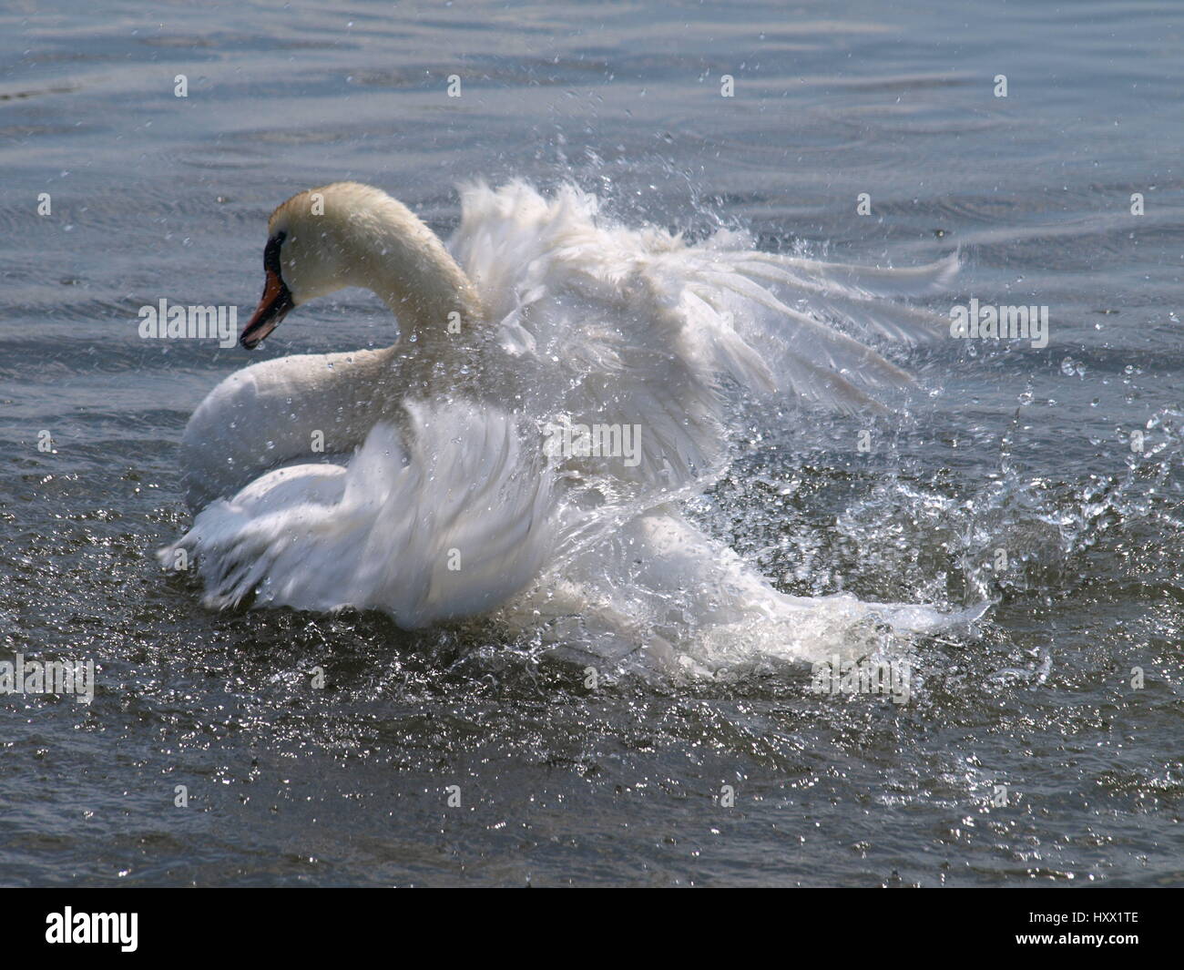 Swan is "dancing" in lake Stock Photo - Alamy