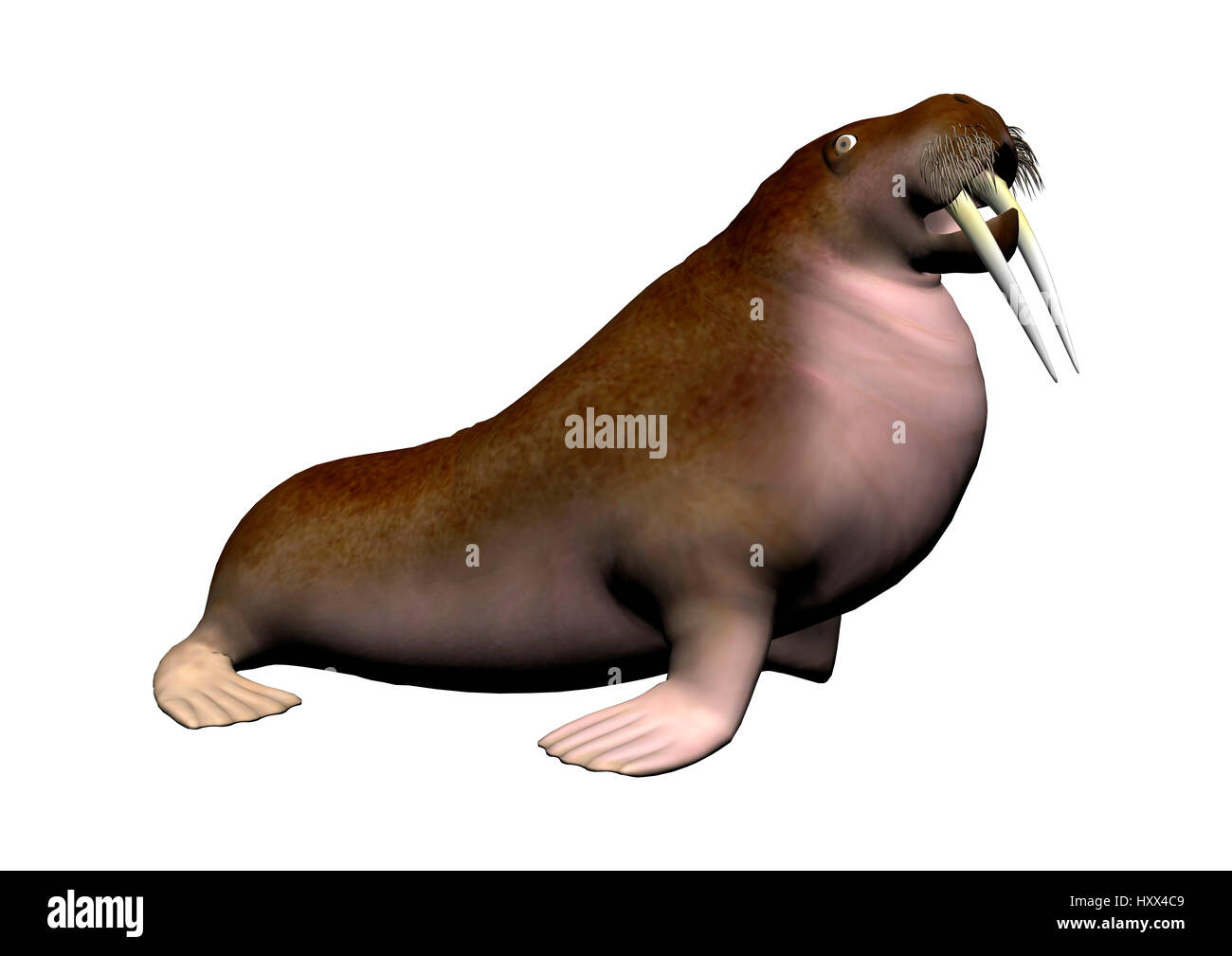 3D rendering of a walrus isolated on white background Stock Photo - Alamy