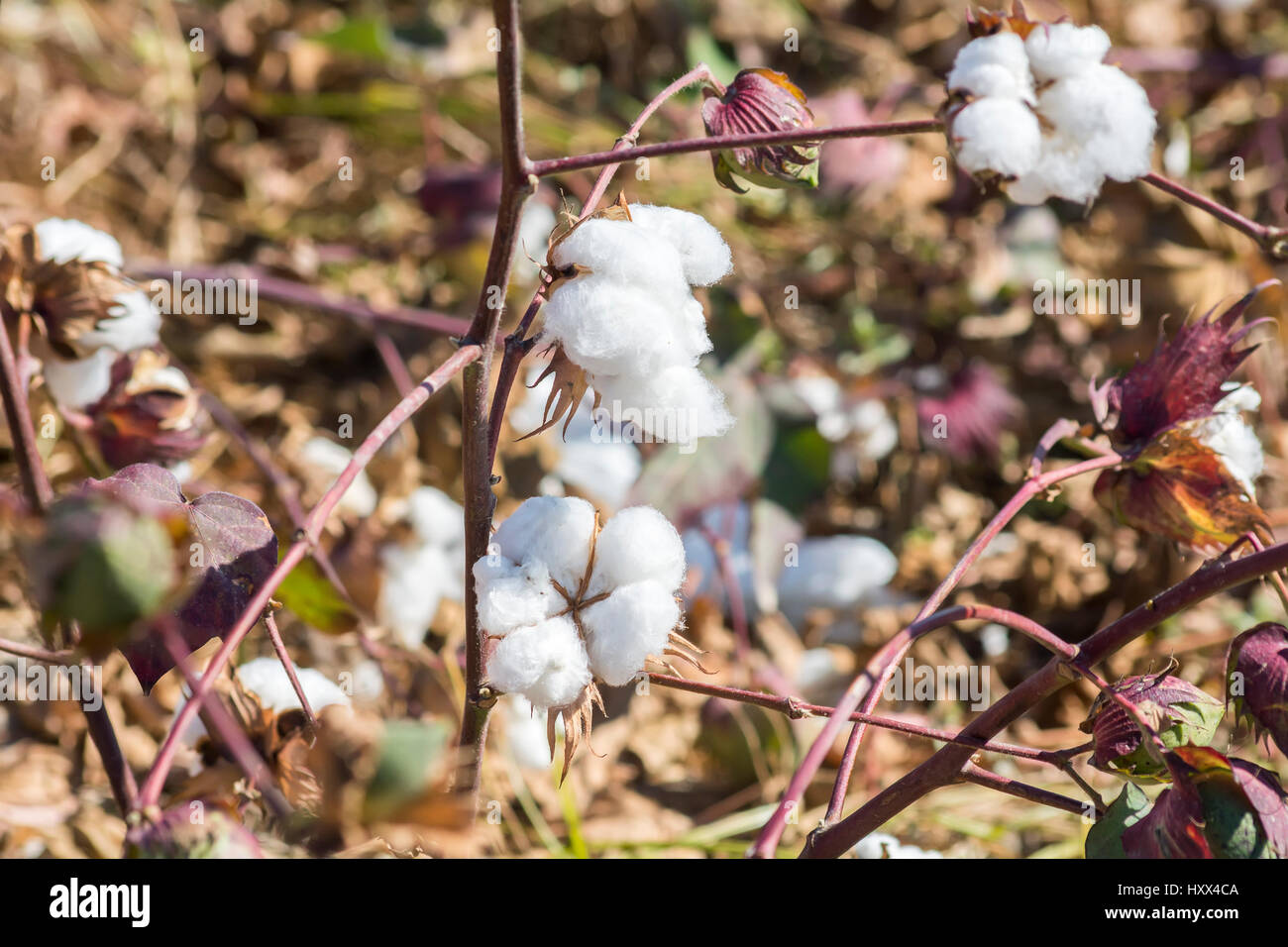 Cotton Plant Ready to Harvest Stock Photo - Alamy