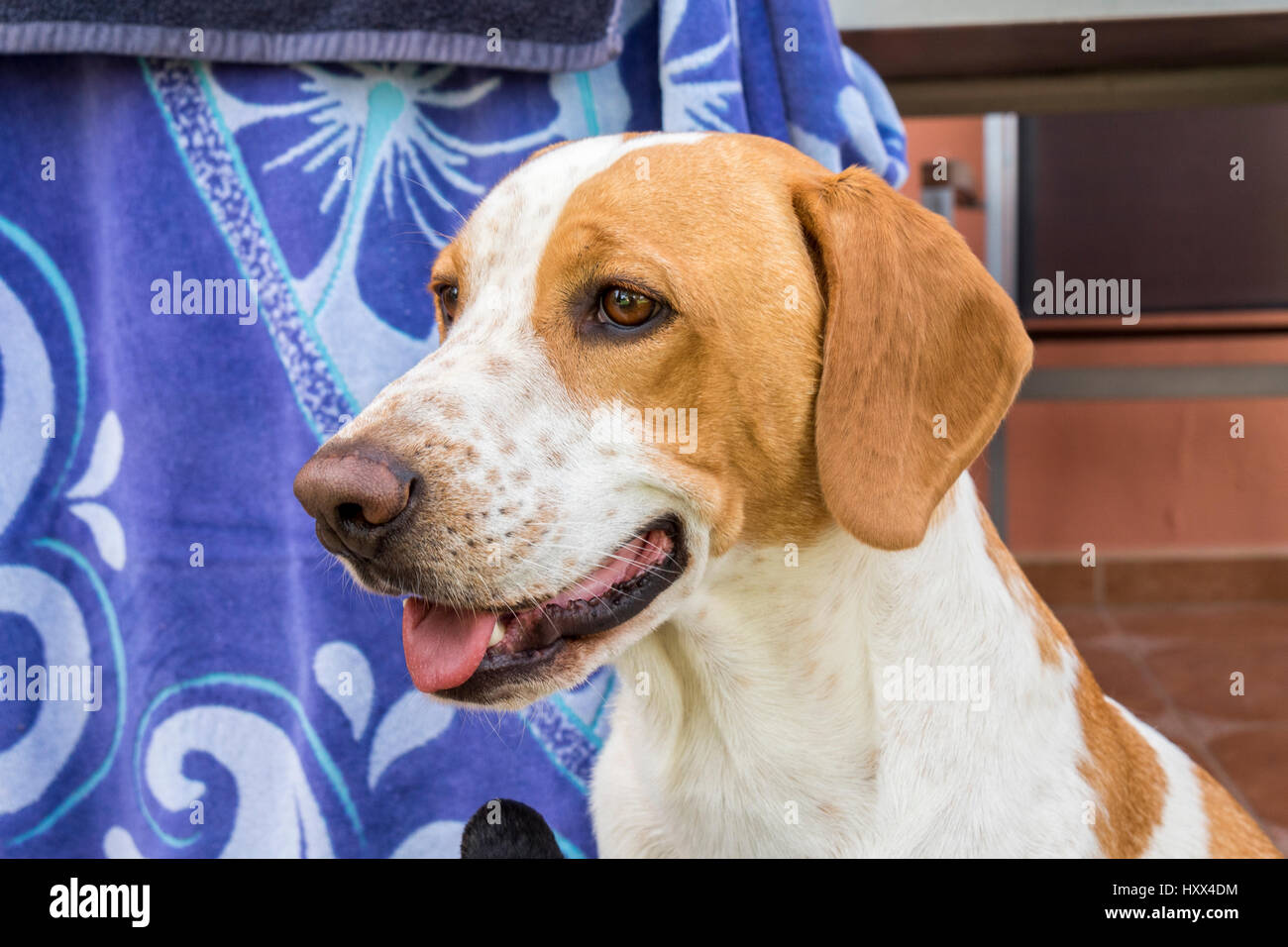 Funny beagle dog peering Stock Photo - Alamy