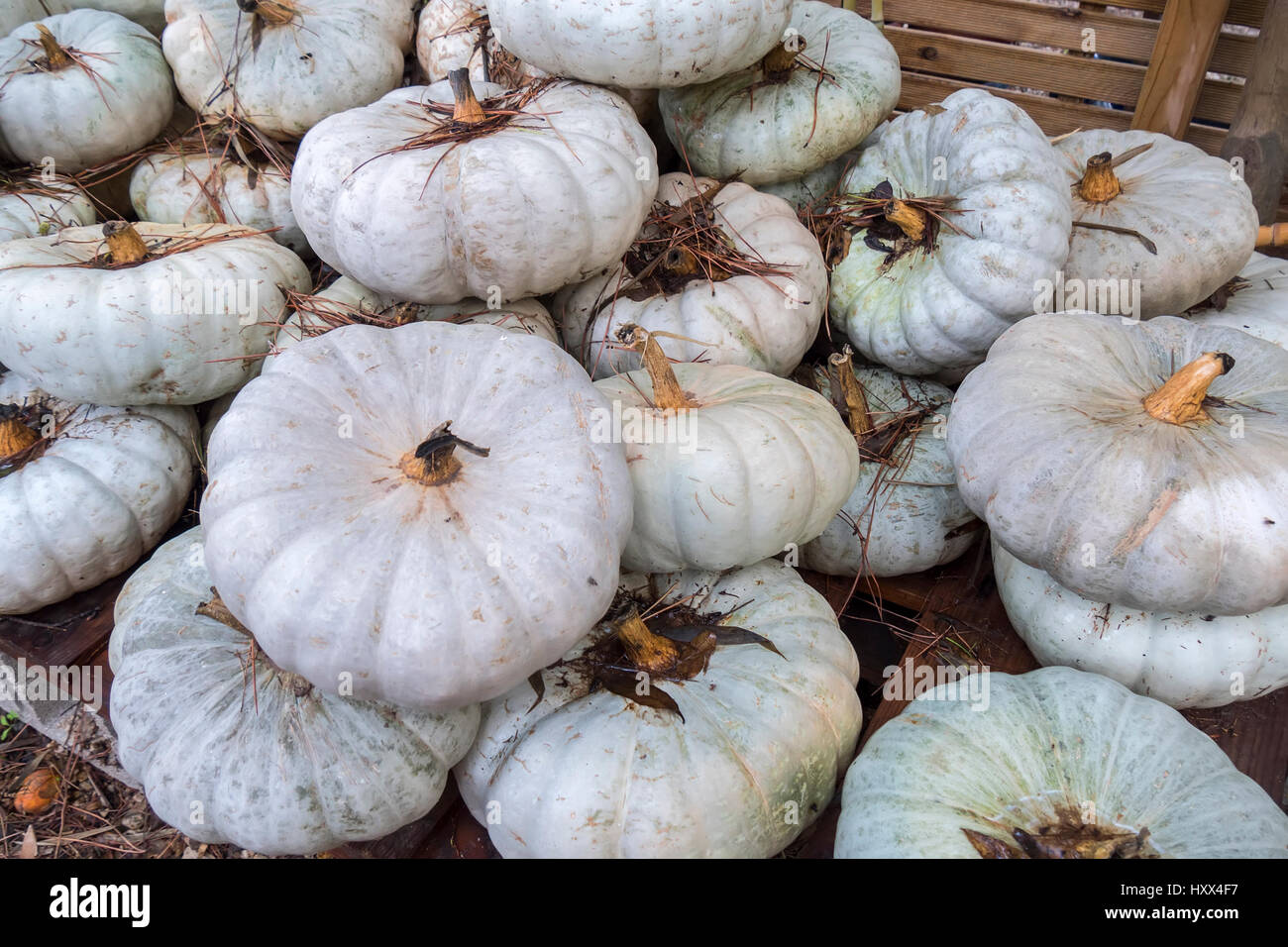 Small wonder squash hi-res stock photography and images - Alamy