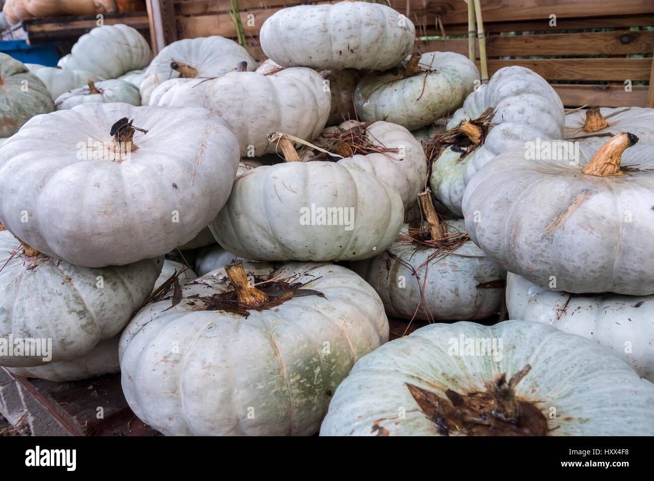Small wonder squash hi-res stock photography and images - Alamy