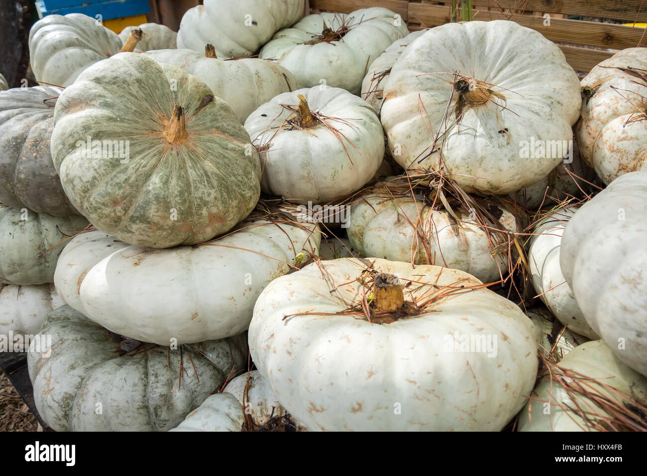 Small wonder squash hi-res stock photography and images - Alamy