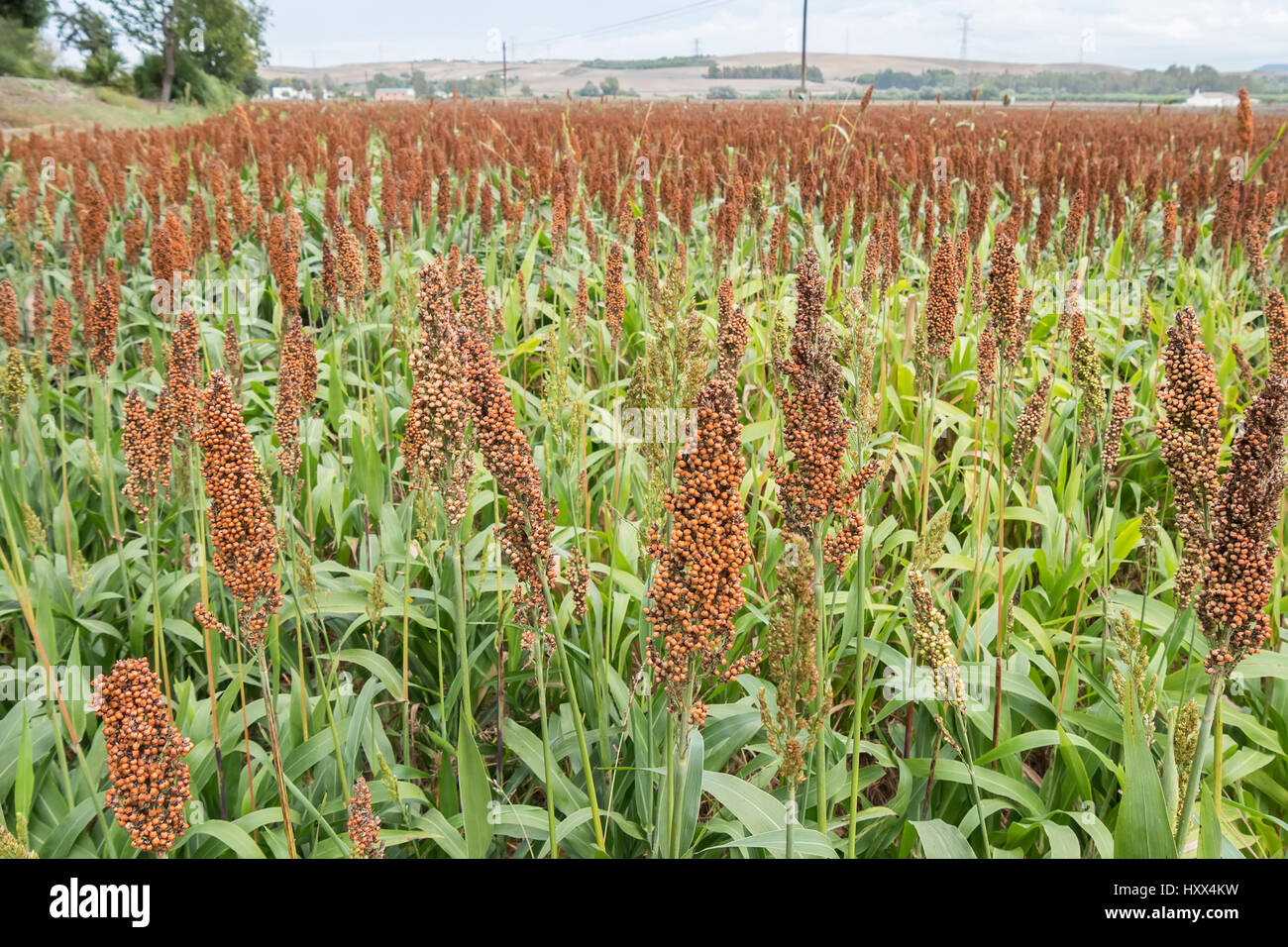 Sorghum field hi-res stock photography and images - Alamy