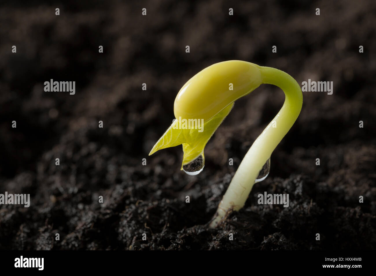 Planting seed hi-res stock photography and images - Alamy